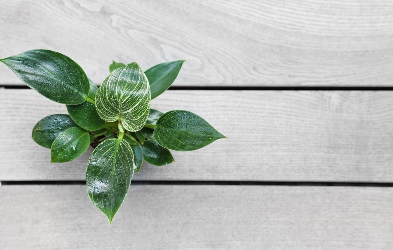 Best Tips to Care for Philodendron Domesticum So It Thrives