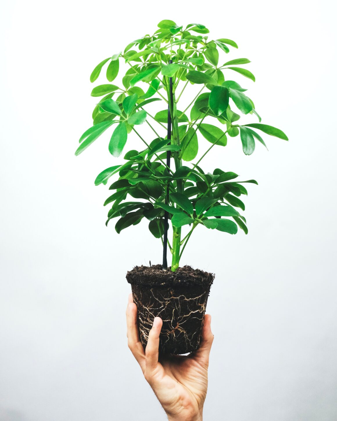 Easiest Ways to Care for a Schefflera Plant So It Flourishes
