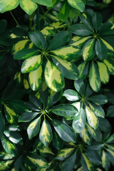 Easiest Ways to Care for a Schefflera Plant So It Flourishes