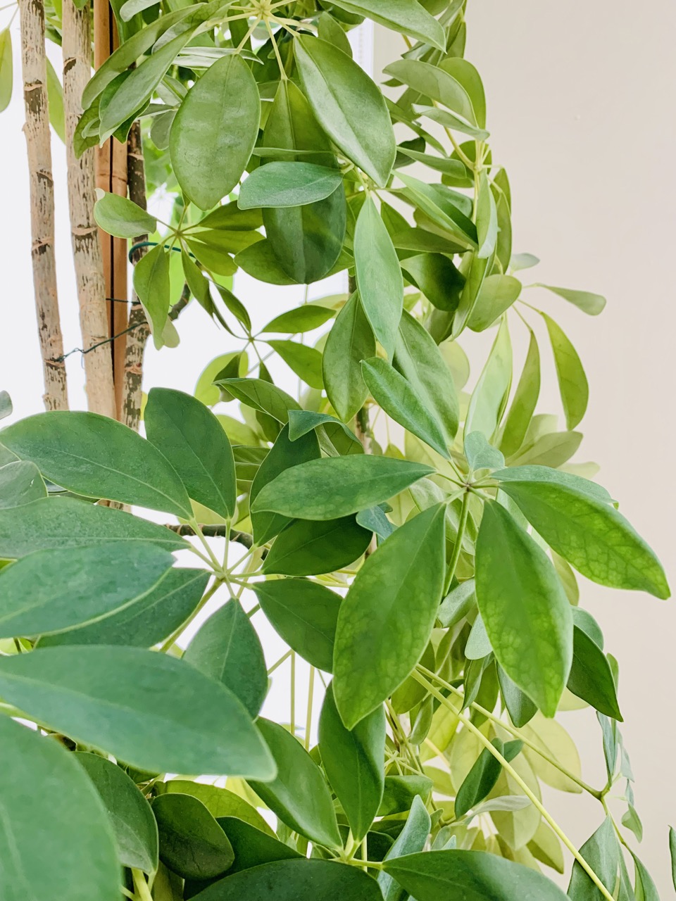 Easiest Ways to Care for a Schefflera Plant So It Flourishes